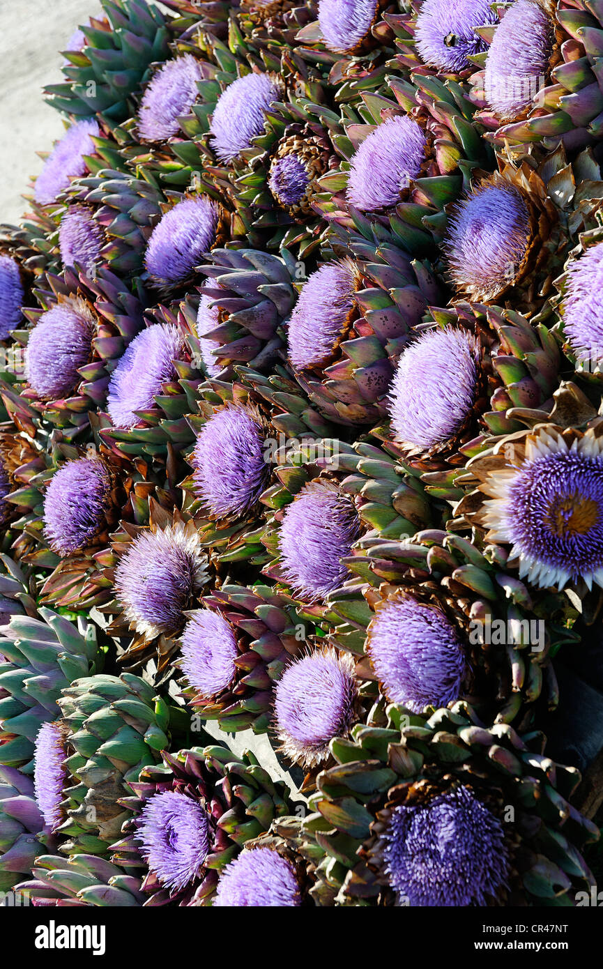 Cynara cardunculus up plant flowering hi-res stock photography and ...