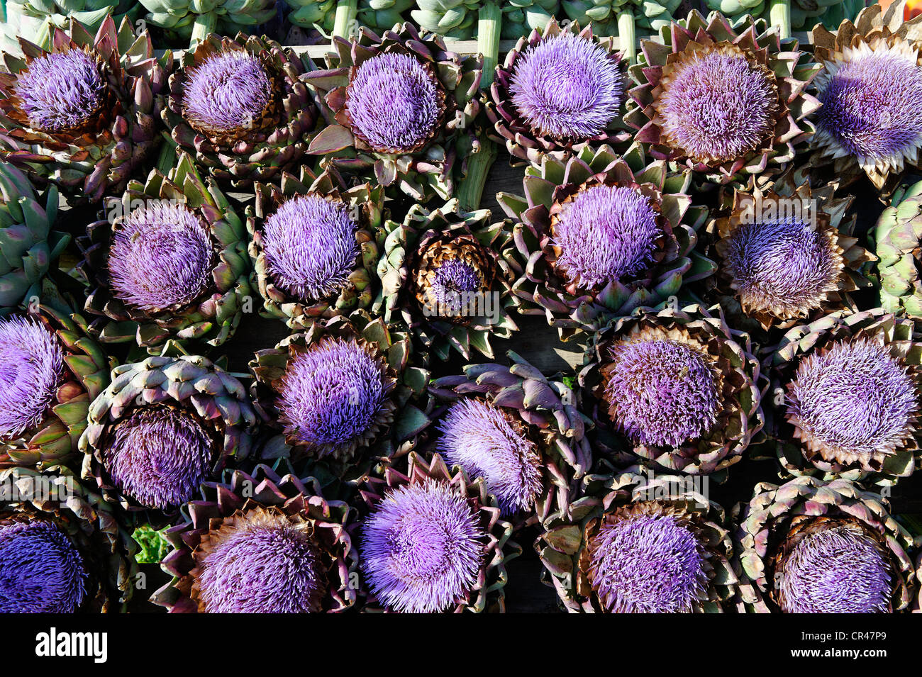 Artichoke (Cynara cardunculus) flowers Stock Photo - Alamy