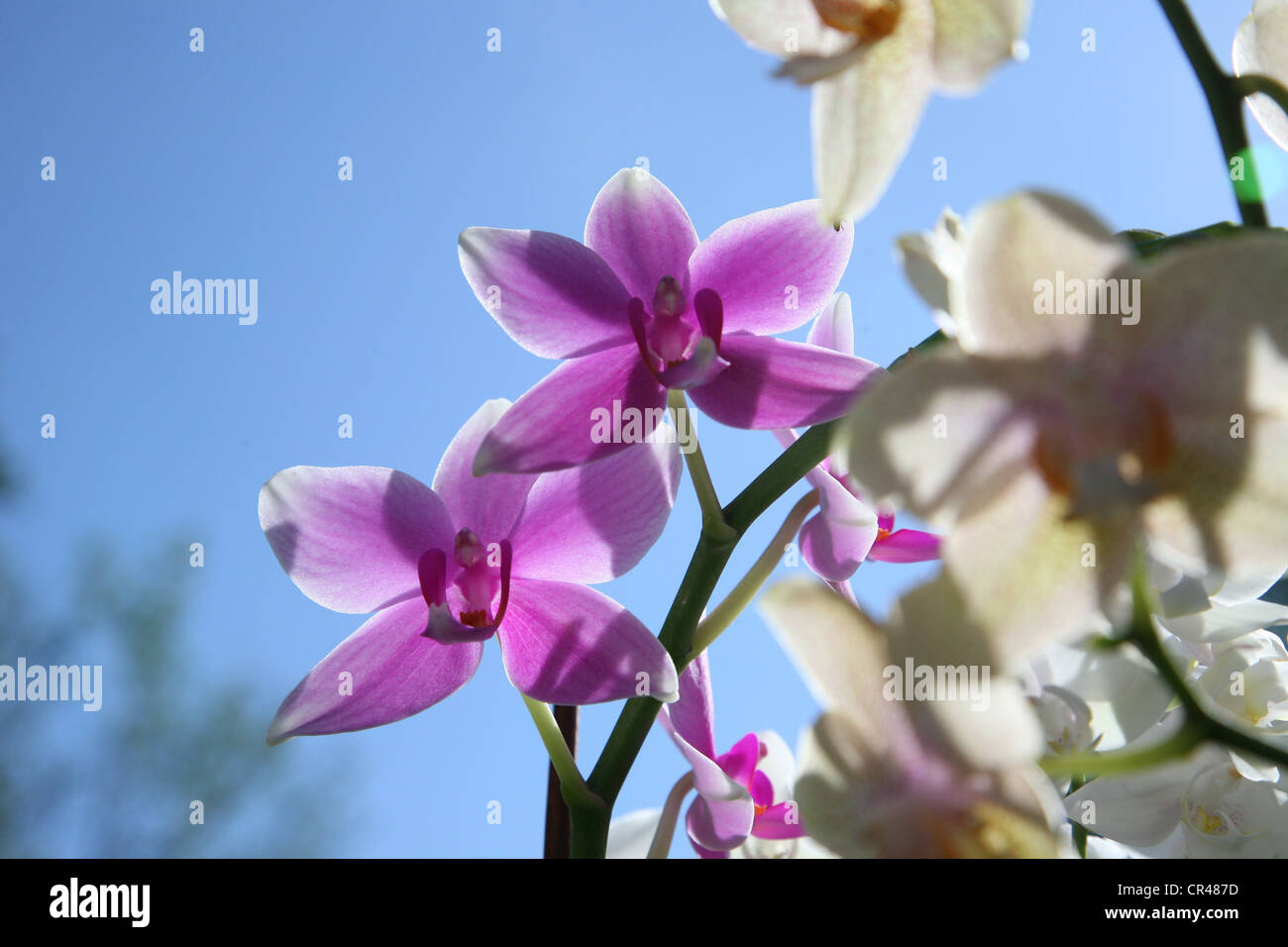 Beautiful orchid flowers cluster Stock Photo - Alamy