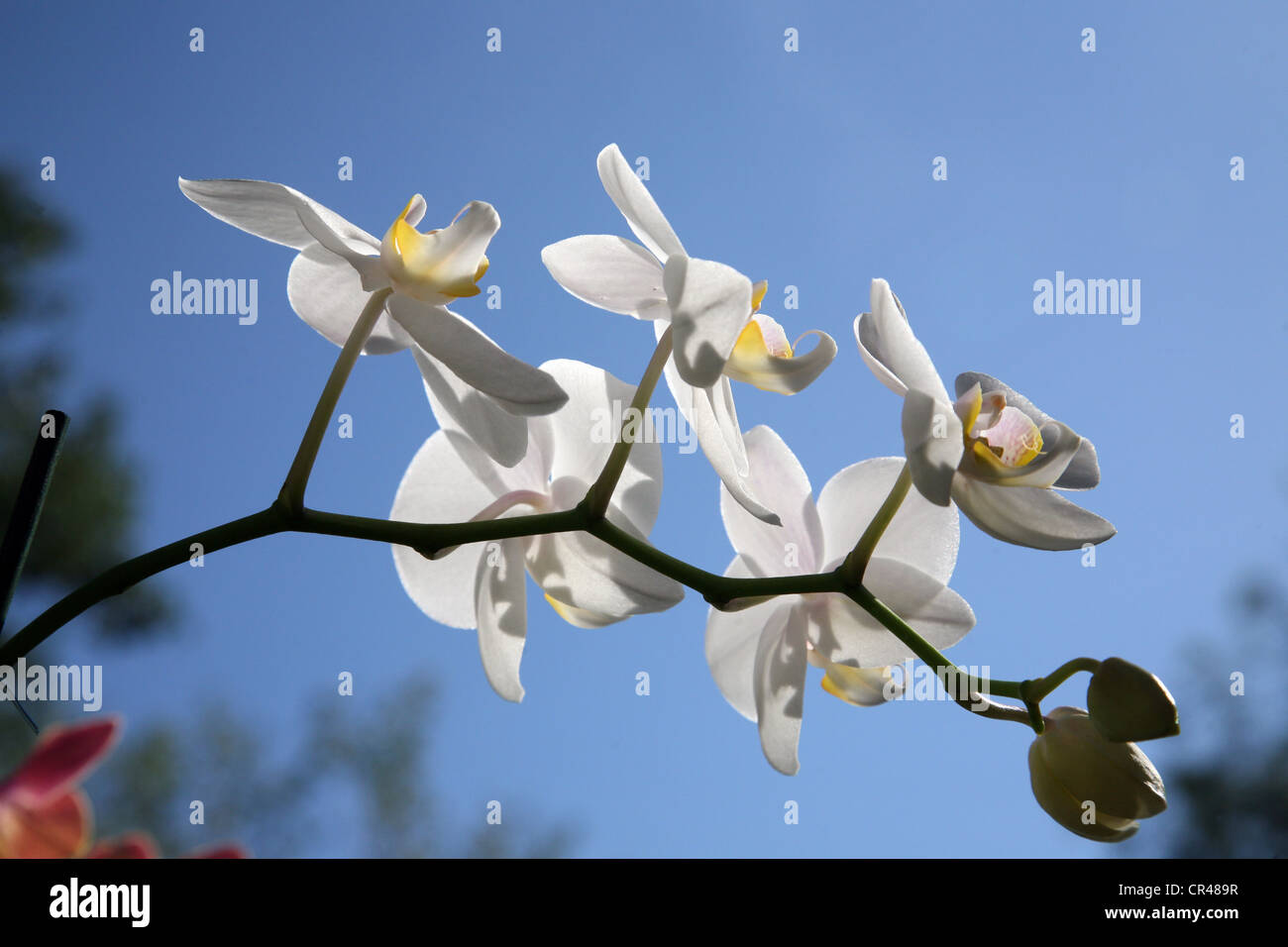 Beautiful white orchid flowers cluster Stock Photo - Alamy