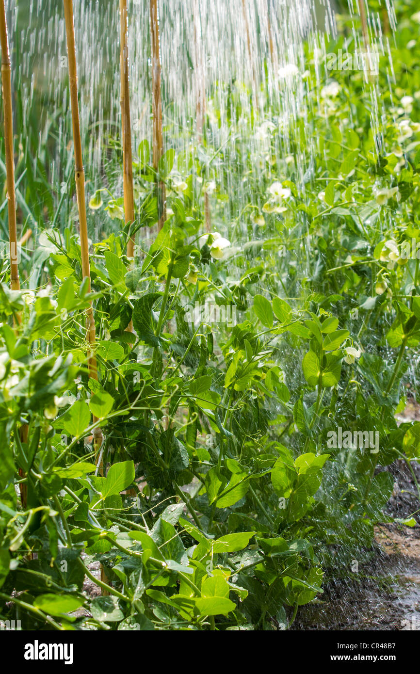 Watering the crops hi-res stock photography and images - Alamy