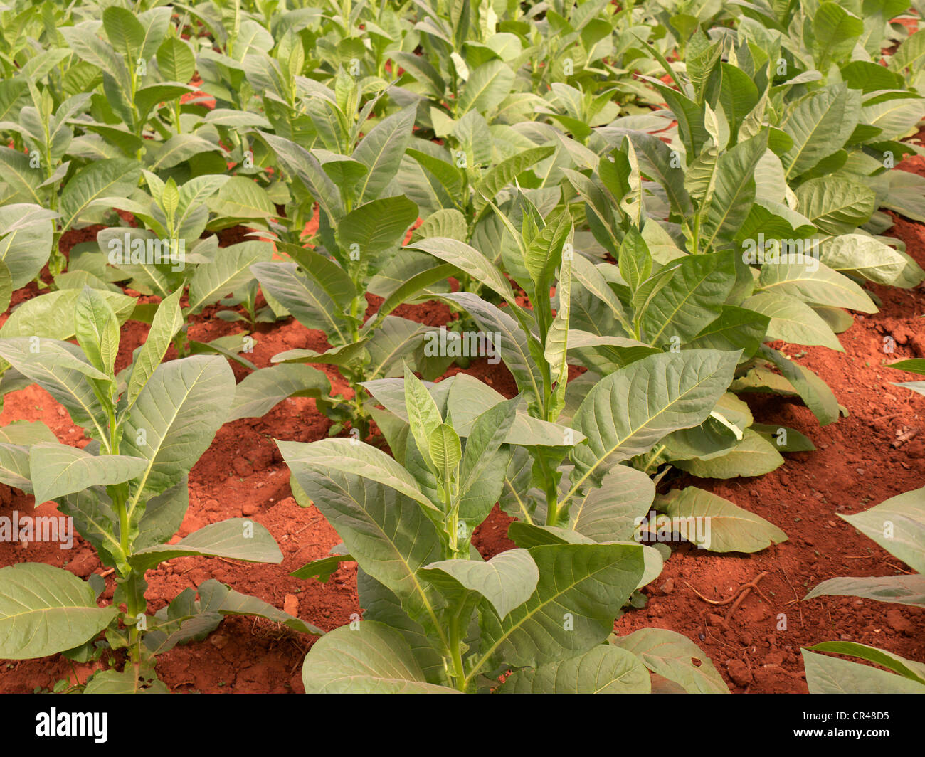 Growing nicotiana hi-res stock photography and images - Alamy