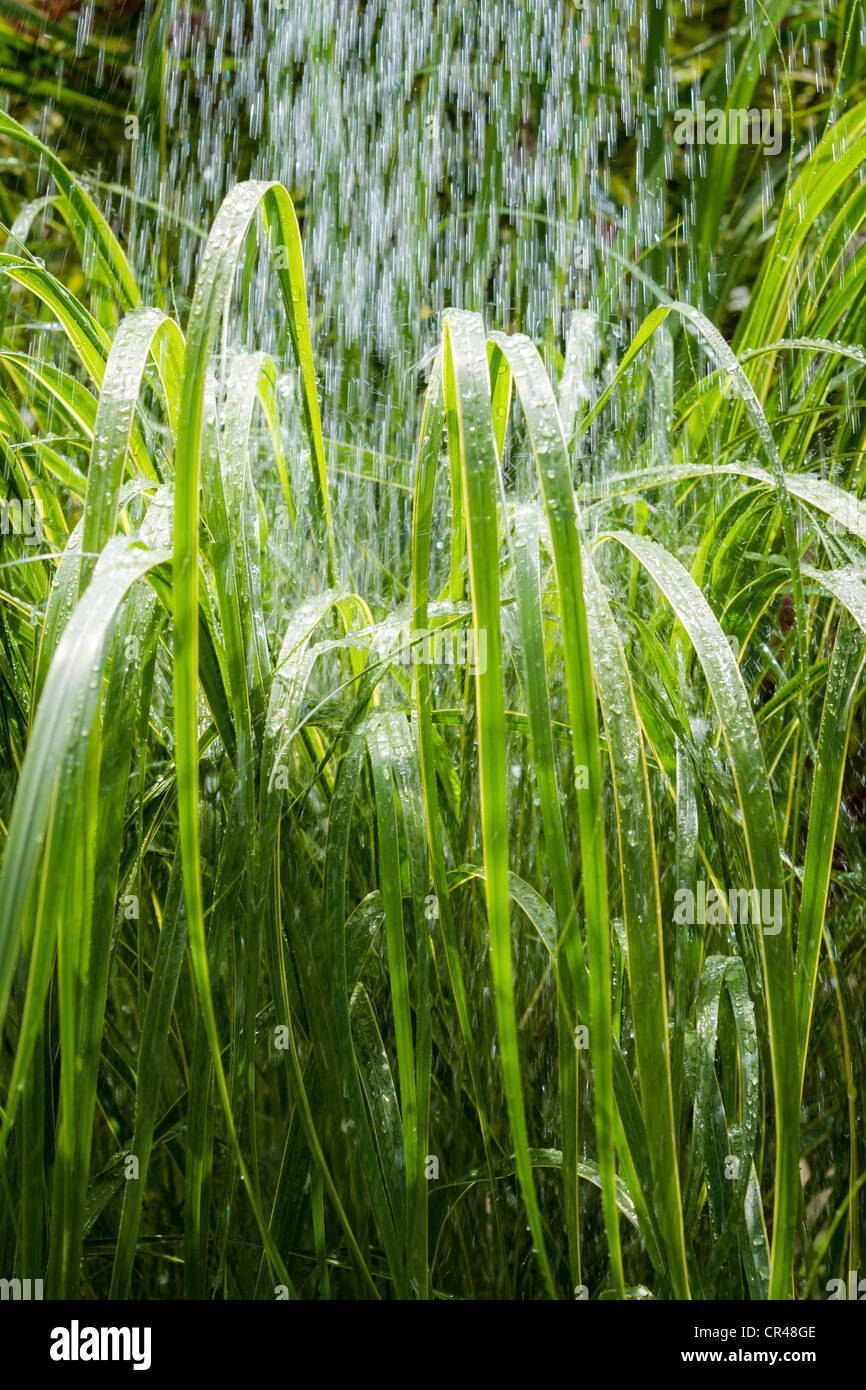 Summer morning rain in the garden Stock Photo - Alamy