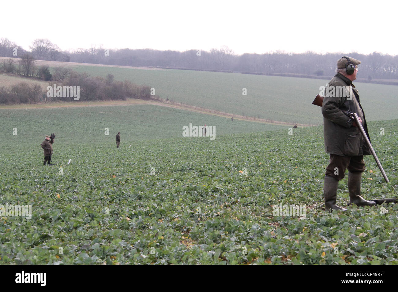 Shooting partridge hi-res stock photography and images - Alamy