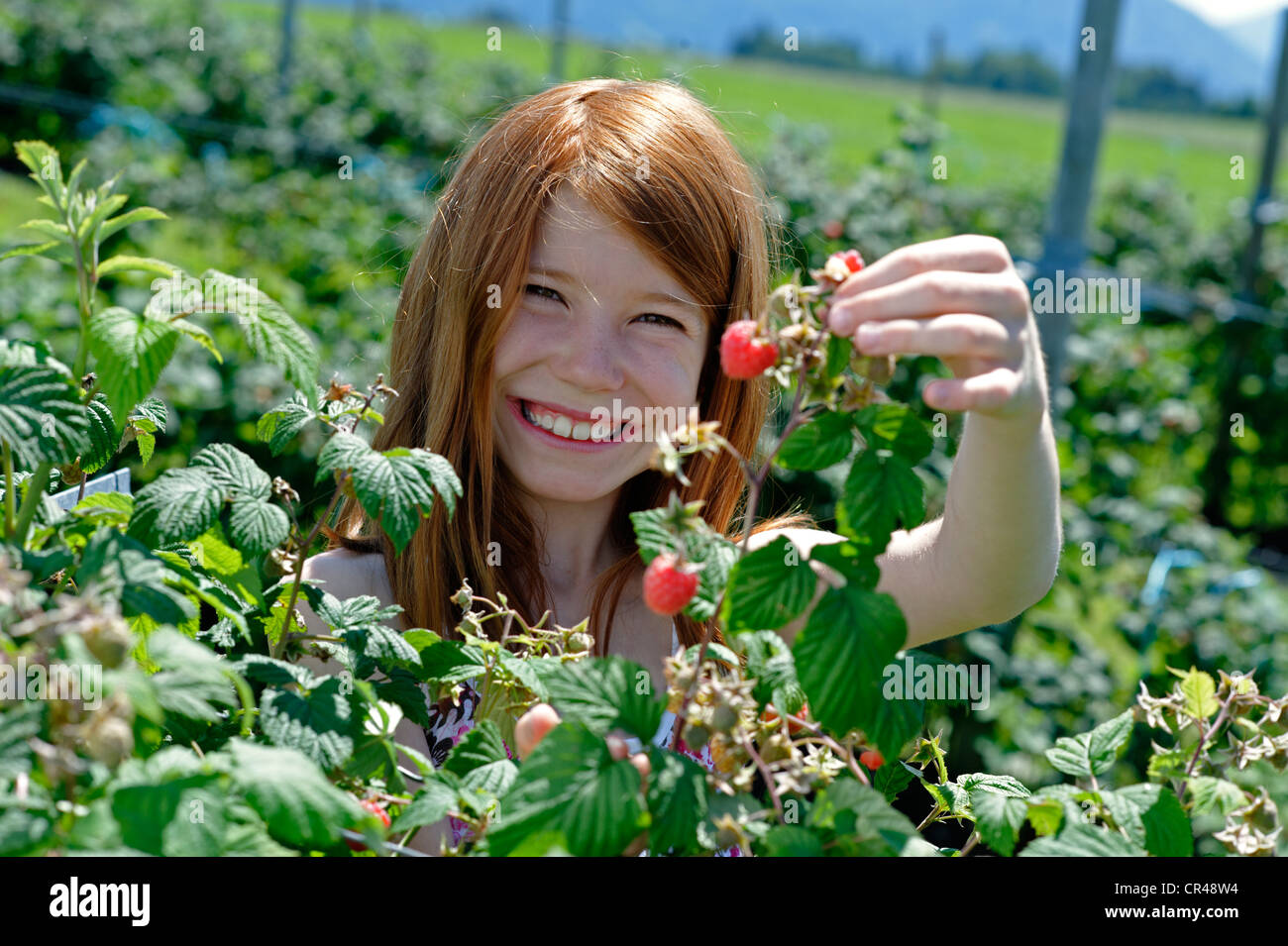 Girl on a raspberry farm, picking raspberries, Bavaria, Germany, Europe ...