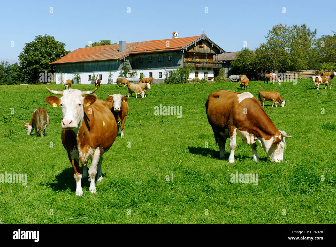 Cows in front of a farm house in Grub, Irschenberg, Upper Bavaria ...