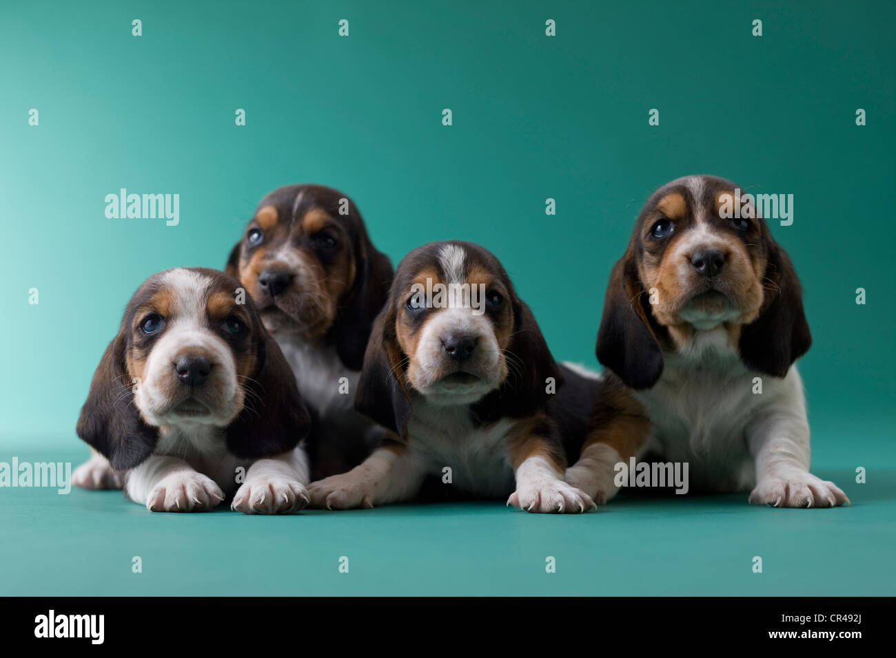 Four Basset Hound Puppies Stock Photo - Alamy