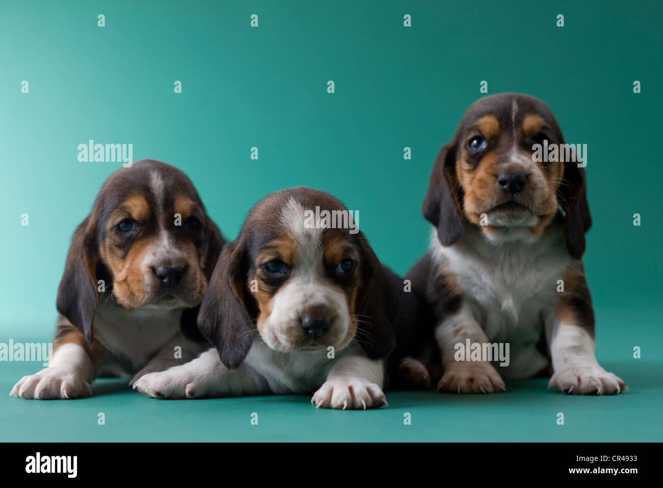 Hound puppies hi-res stock photography and images - Alamy