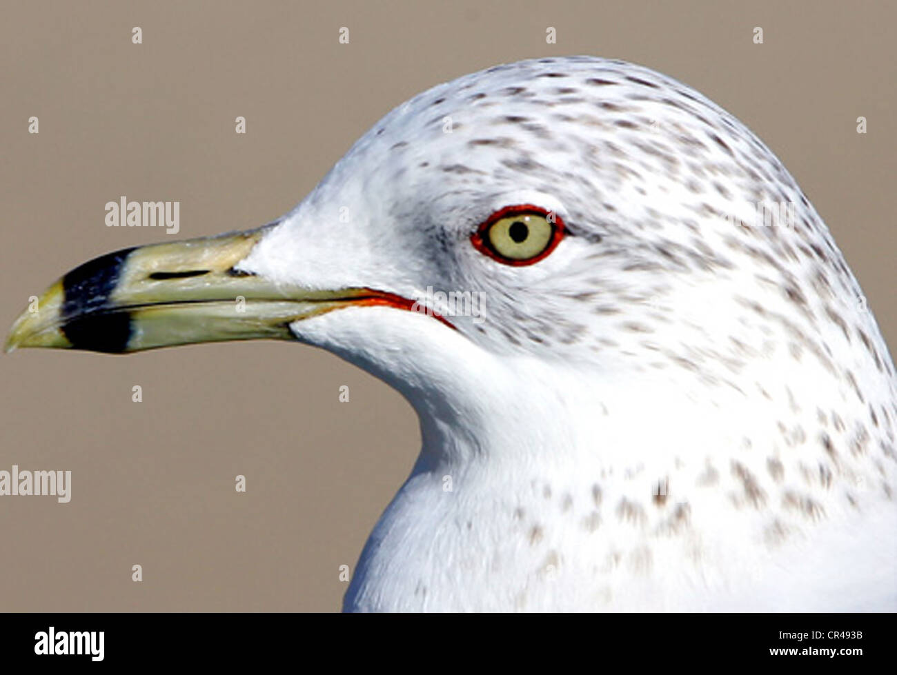 Birds head hi-res stock photography and images - Alamy