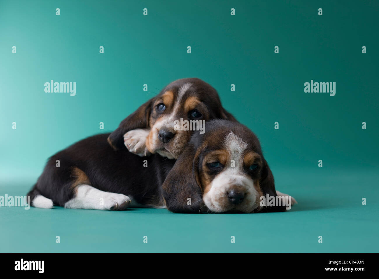Two Basset Hound Puppies Stock Photo - Alamy
