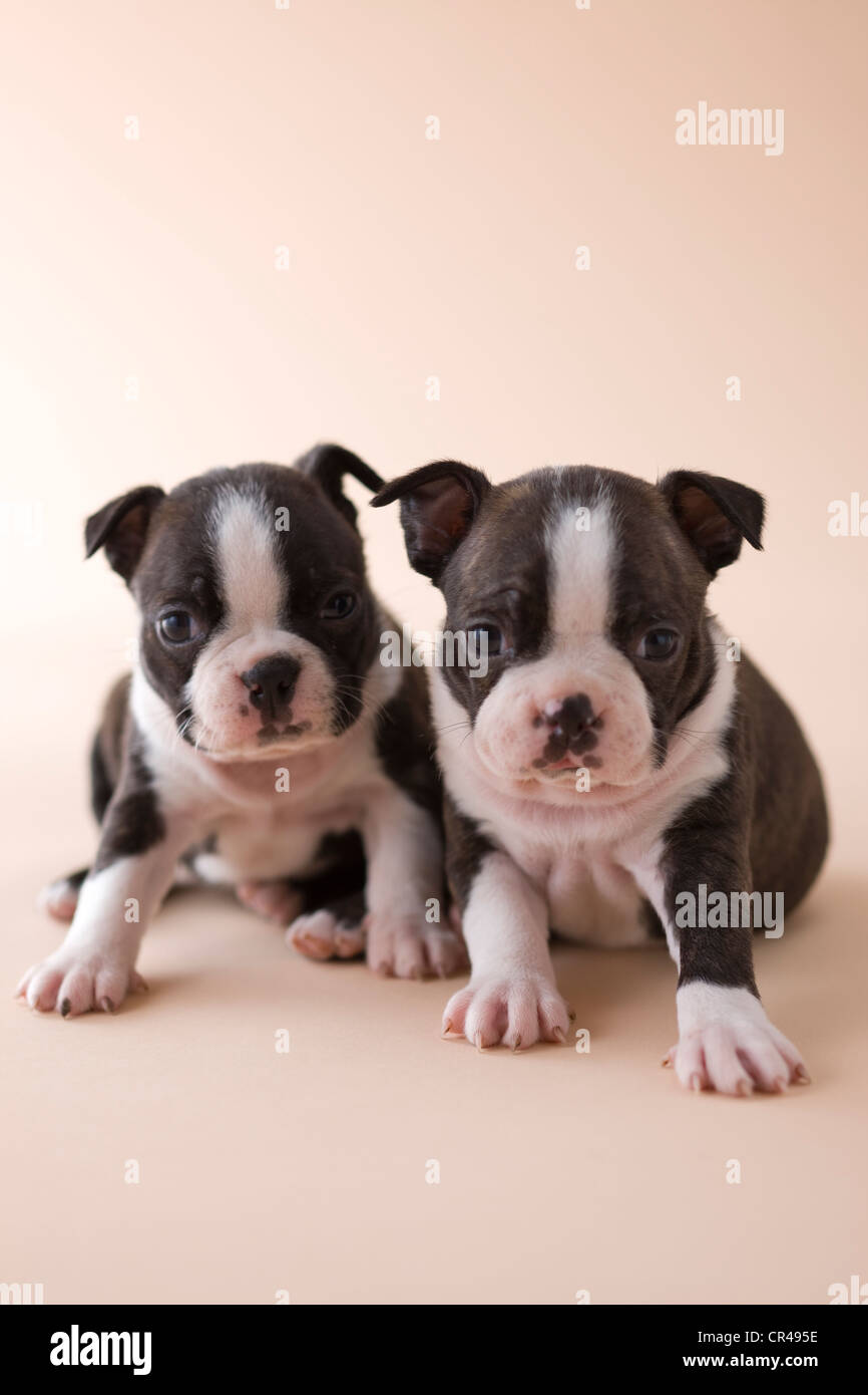 Two puppies hi-res stock photography and images - Alamy