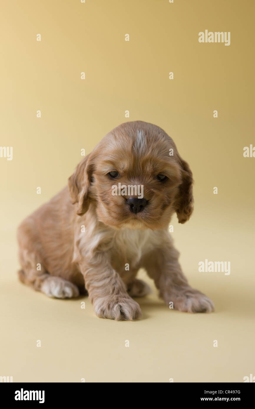 American Cocker Spaniel Puppy Stock Photo - Alamy