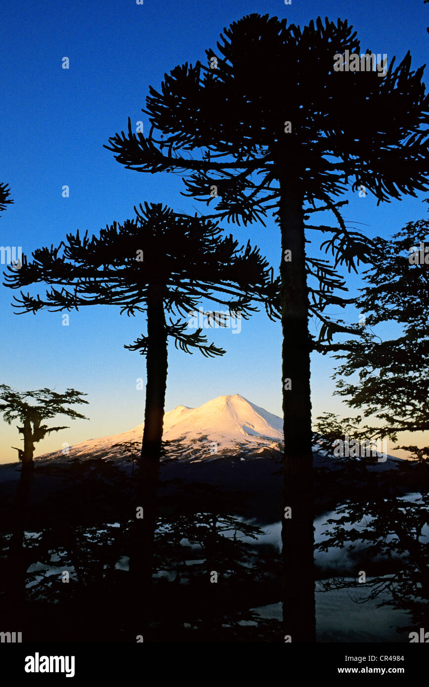 Chile Los Lagos Region Araucania Province Conguillio National Park chile-los-lagos-region-araucania-province-conguillio-national-park