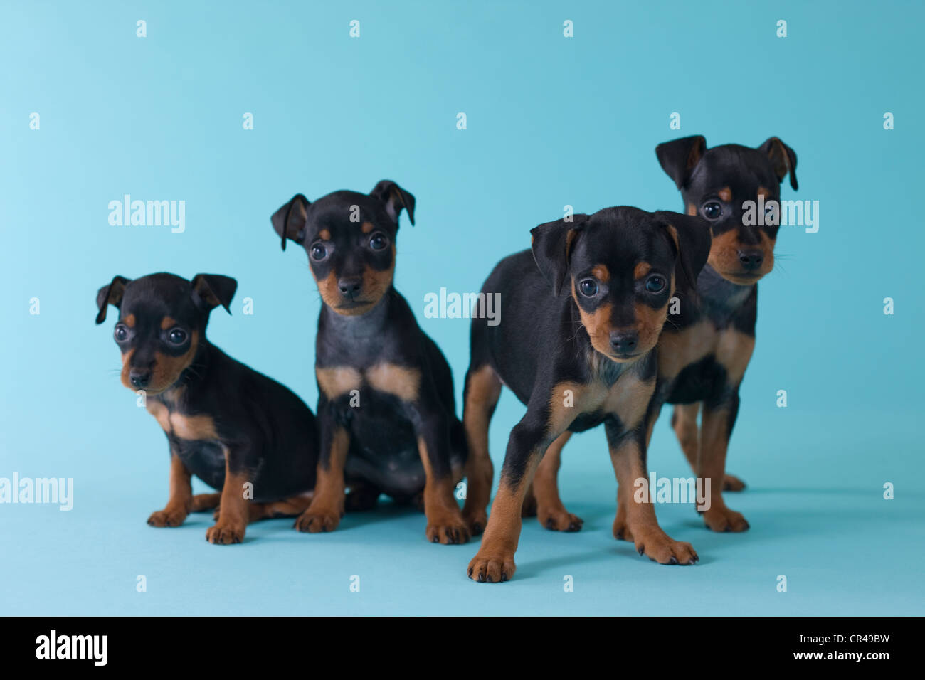 Four Miniature Pinscher Puppies Stock Photo - Alamy