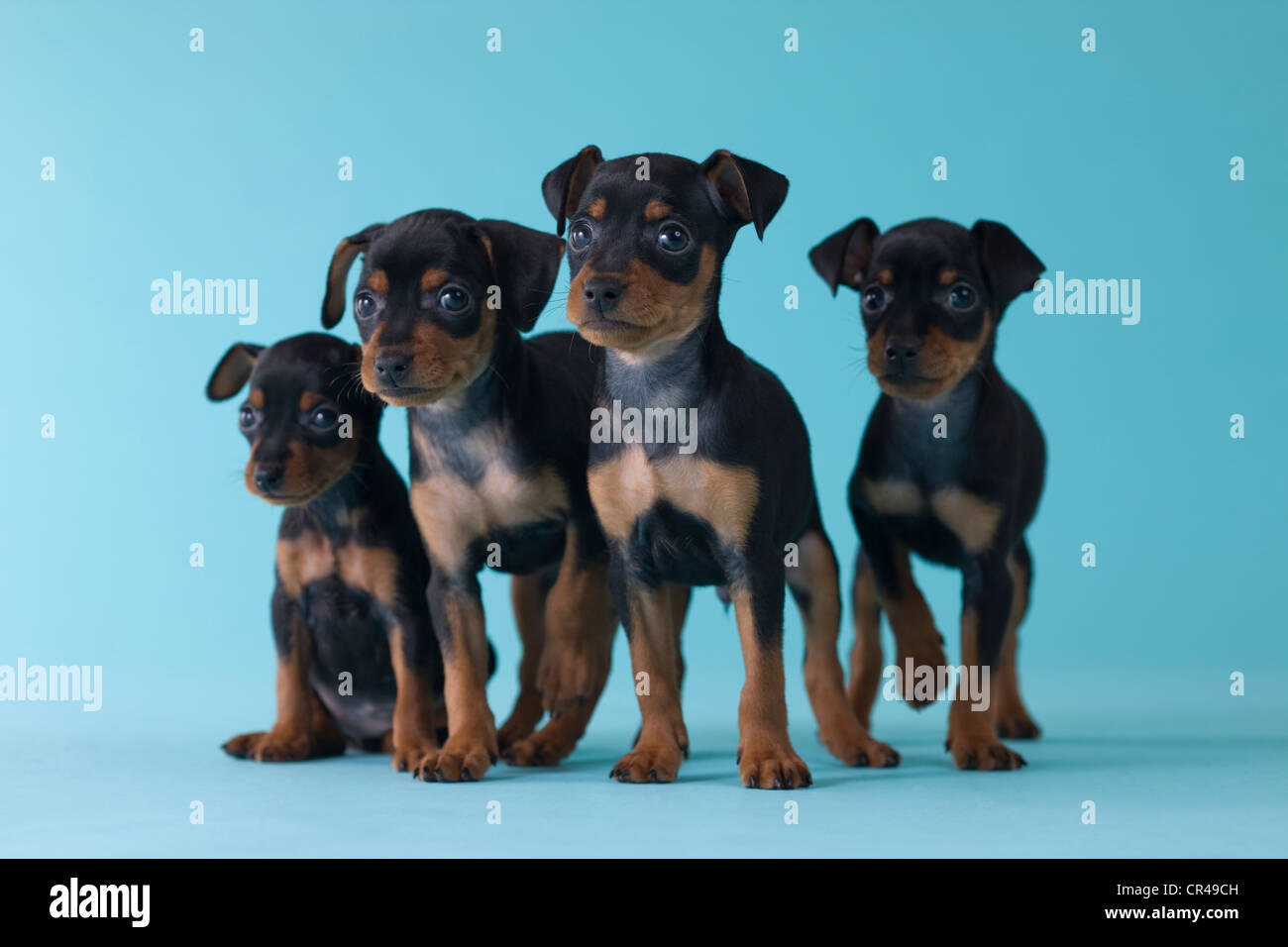 Four Miniature Pinscher Puppies Stock Photo - Alamy