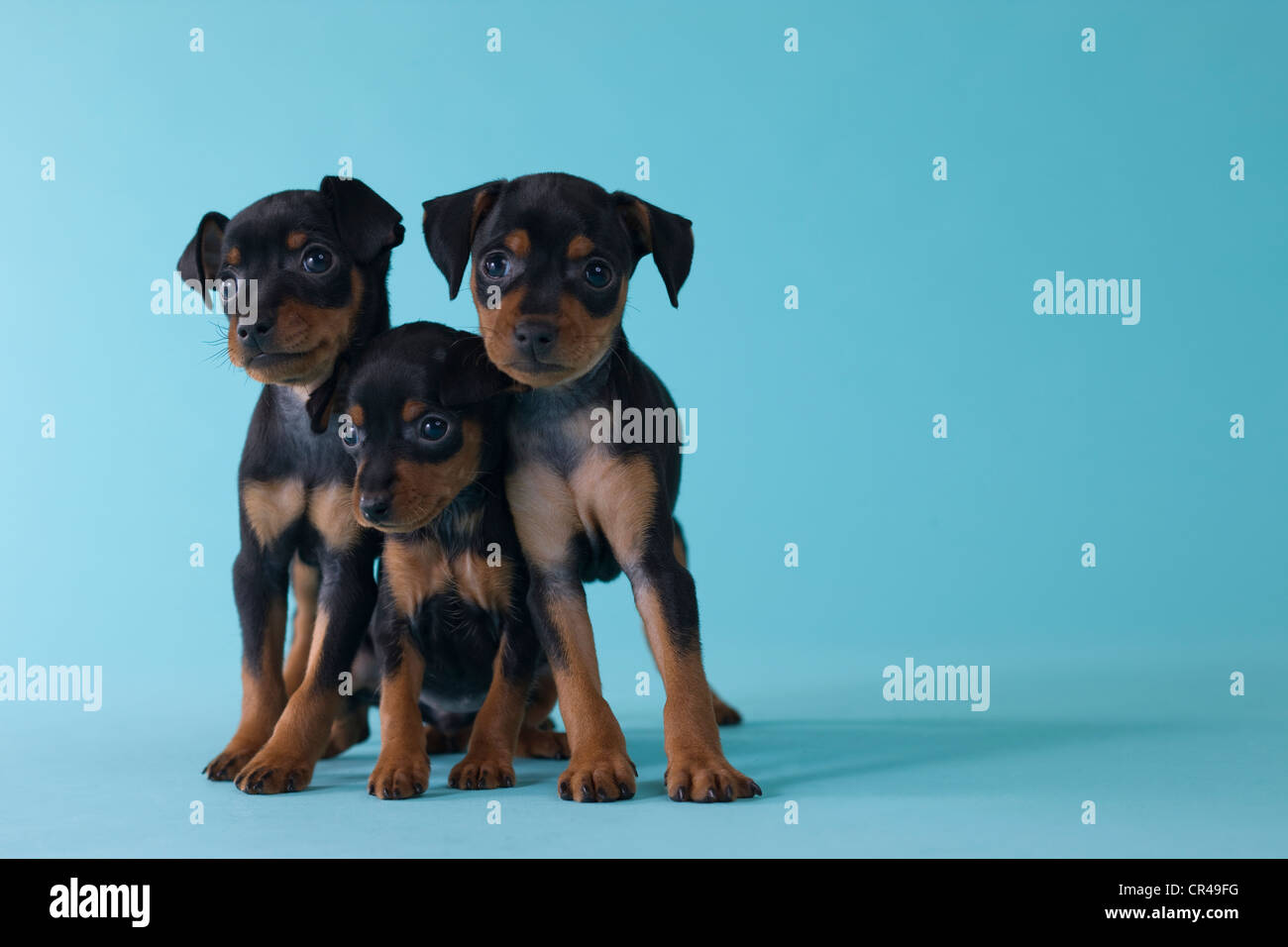Three Miniature Pinscher Puppies Stock Photo - Alamy