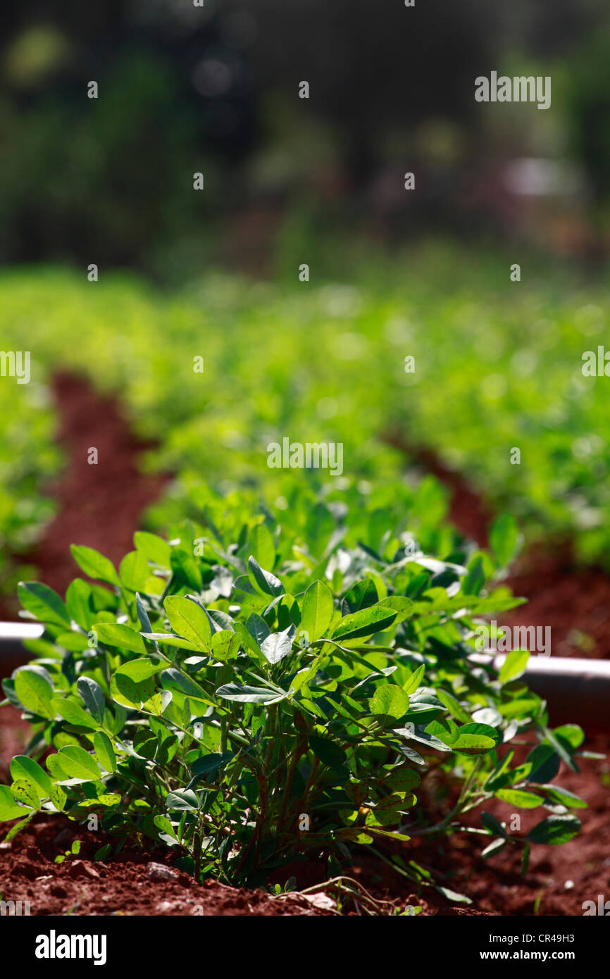 Groundnut plantations hi-res stock photography and images - Alamy