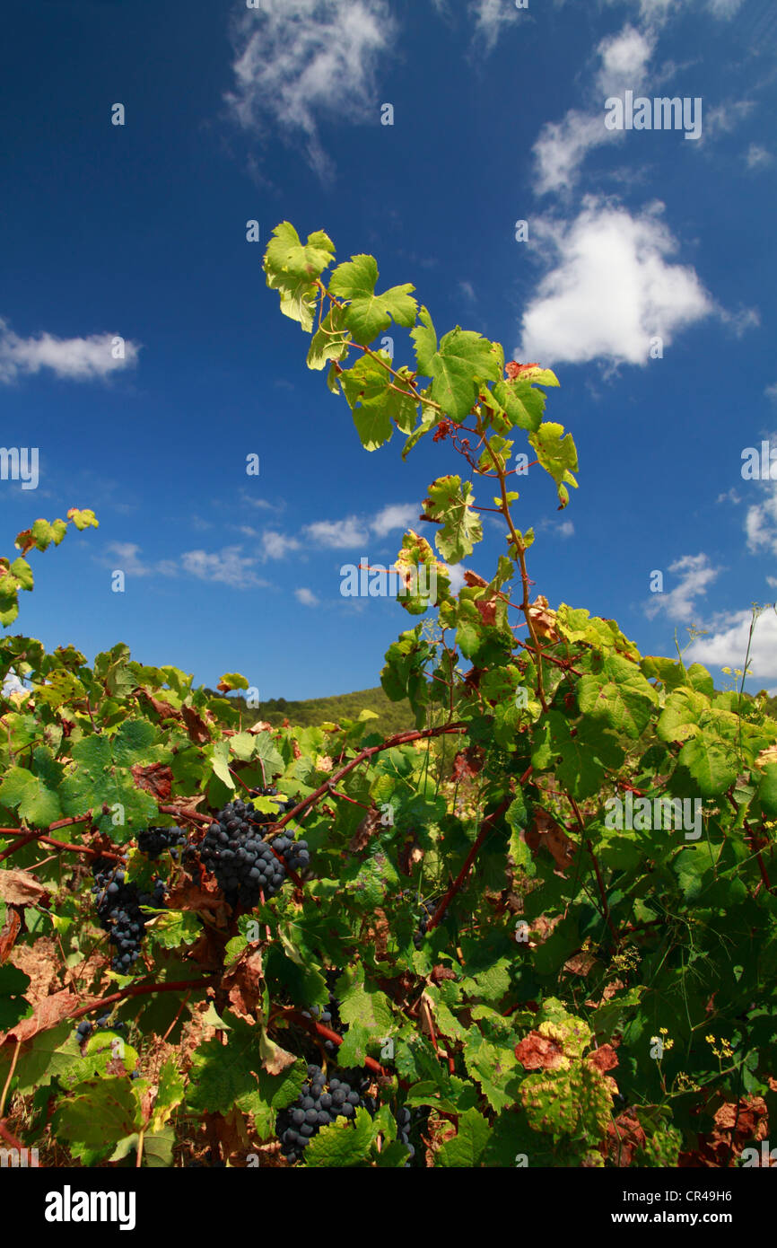 Grap vine hi-res stock photography and images - Alamy