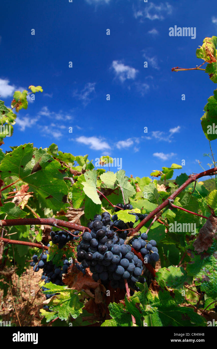 Field vitis vinifera vinifera hi-res stock photography and images - Alamy
