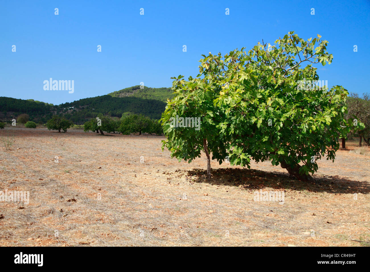 Fig tree ficus sp hi-res stock photography and images - Alamy