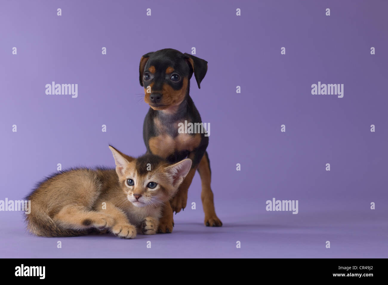 Abyssinian Dog High Resolution Stock Photography and Images - Alamy