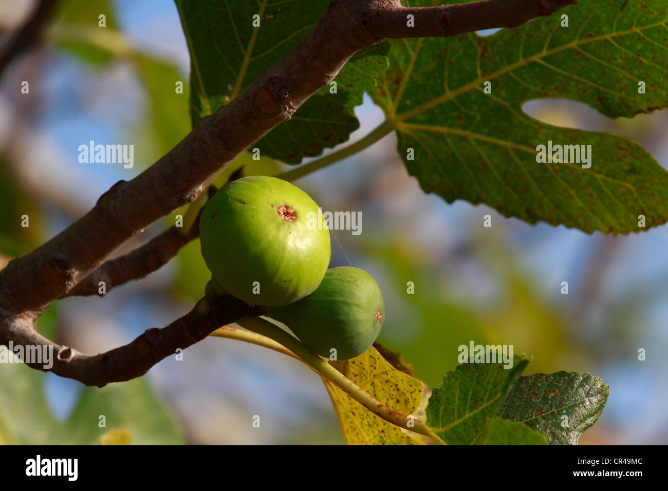 Fig tree ibiza hi-res stock photography and images - Alamy