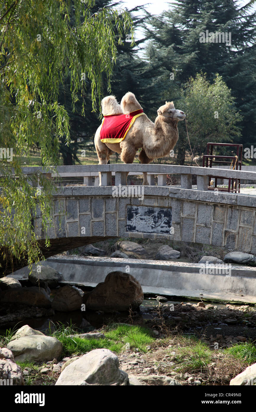 it's a photo of a dromedary or a camel standing a a stone bridge in a ...
