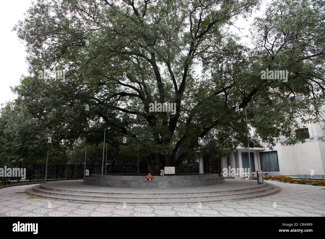 It's a photo of a large tree in the middle of a park square near a ...