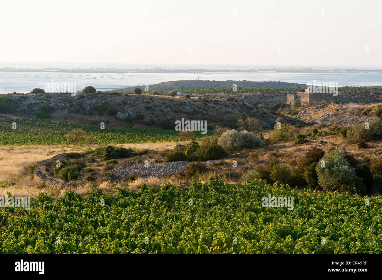 France, Aude, Corbieres, Fitou, Fitou AOC vineyards, the oldest wine ...