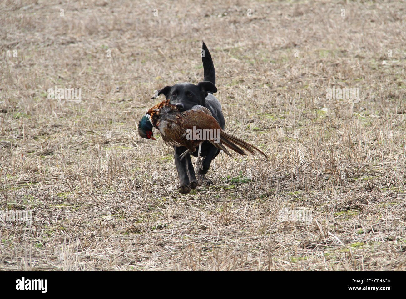 Labrador with Pheasant Stock Photo - Alamy