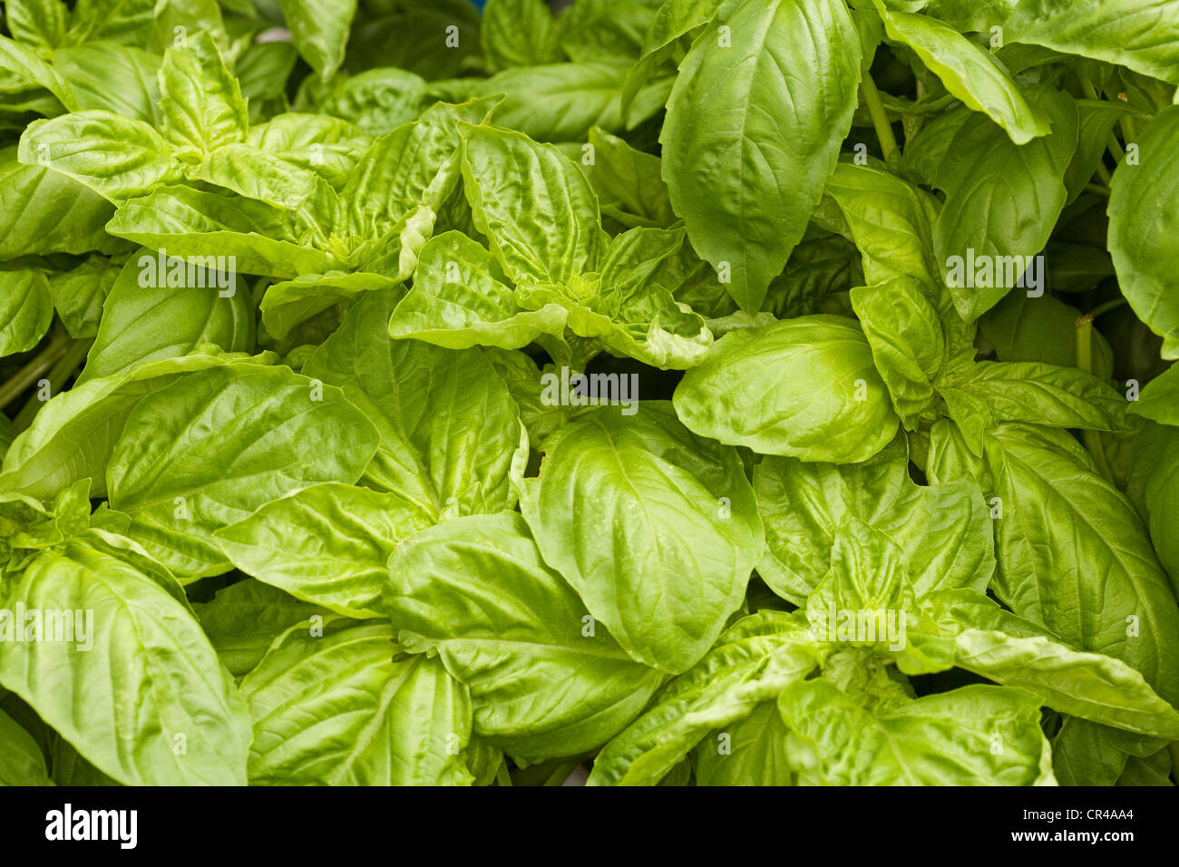 A full- frame image of fresh growing sweet basil, Ocimum basilicum ...