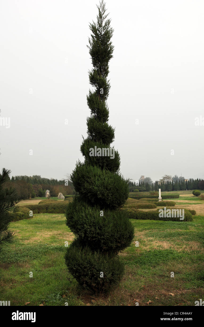 It's a photo of a spinning fir Xmas tree cut that way in the middle of ...