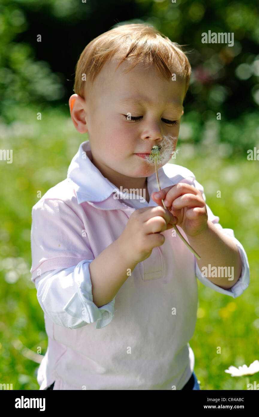 Little boy, 2 years, with a dandelion clock in the garden Stock Photo ...