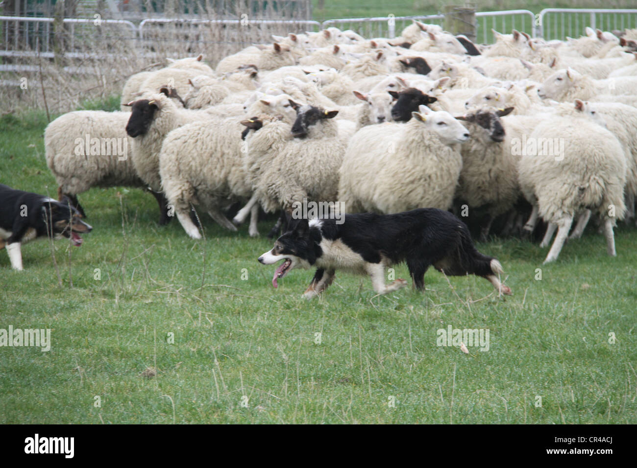 Working sheep dogs hi-res stock photography and images - Alamy
