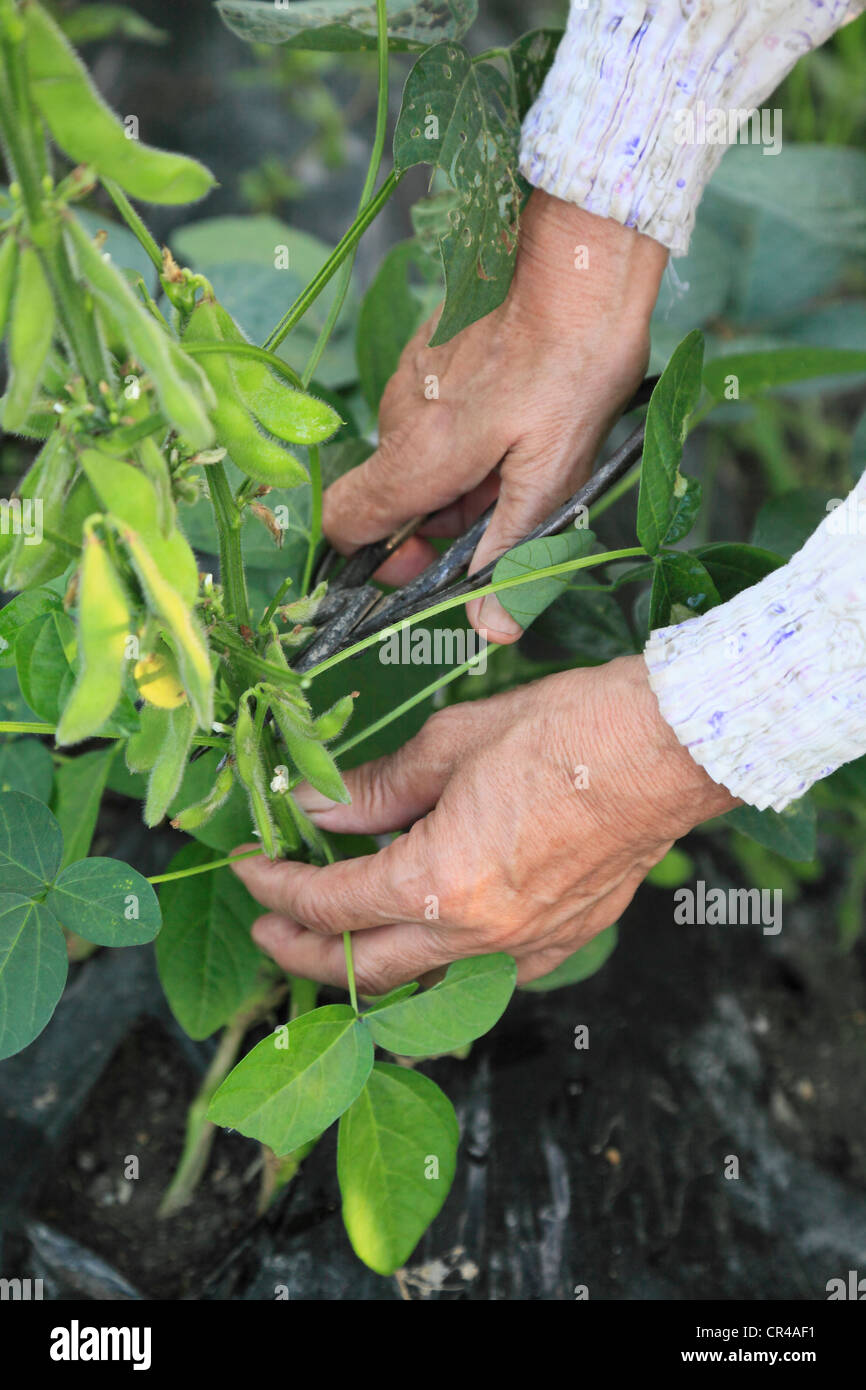 Farmer Harvesting Edamame with Scissors Stock Photo - Alamy