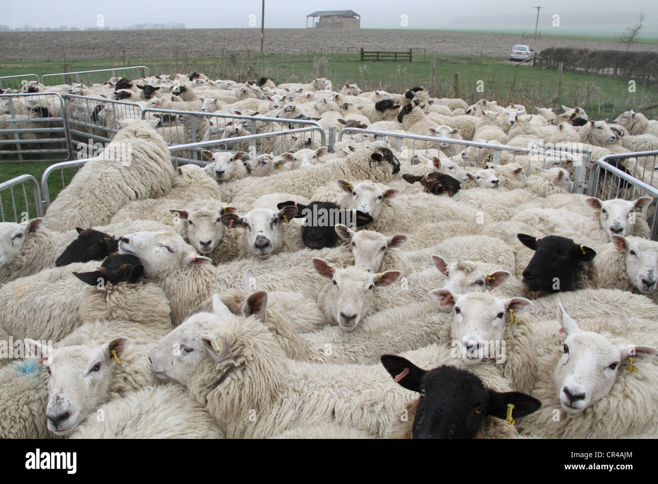 Sheep in Pen Stock Photo - Alamy