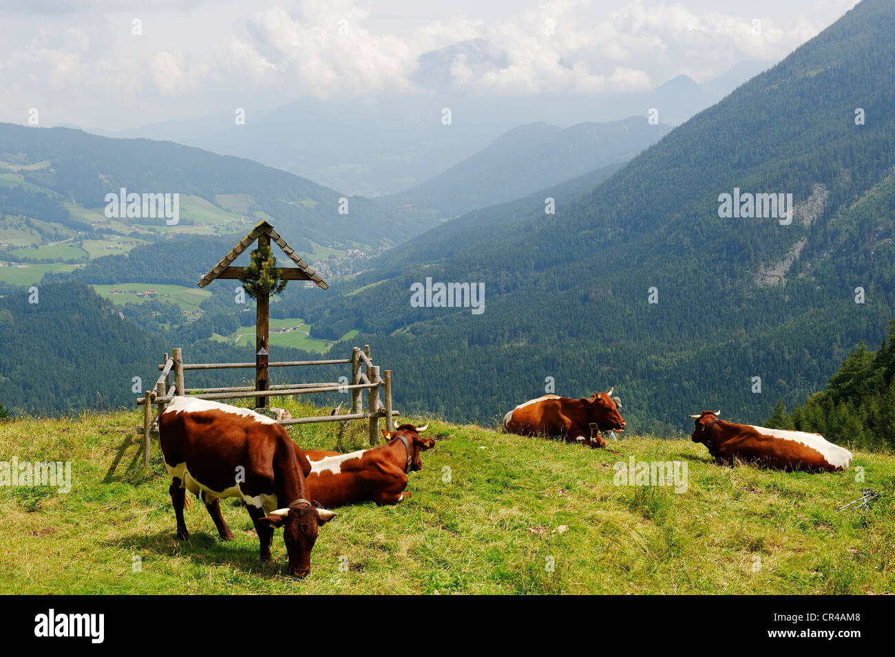 Meadow With Cows High Resolution Stock Photography and Images - Alamy