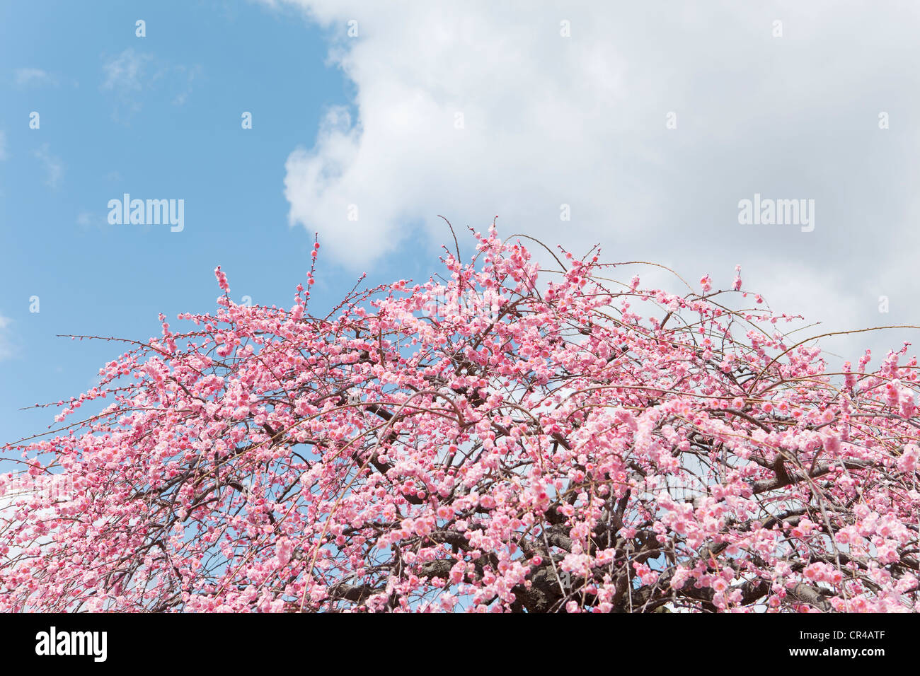 Plum Tree In Bloom Stock Photo - Alamy