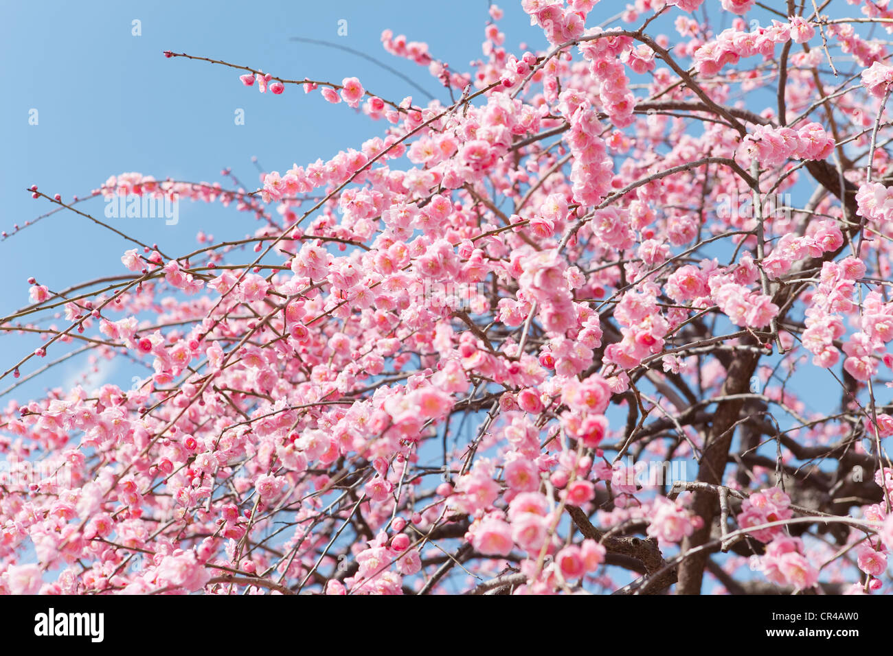 Close-Up of Plum Blossom Tree Stock Photo - Alamy