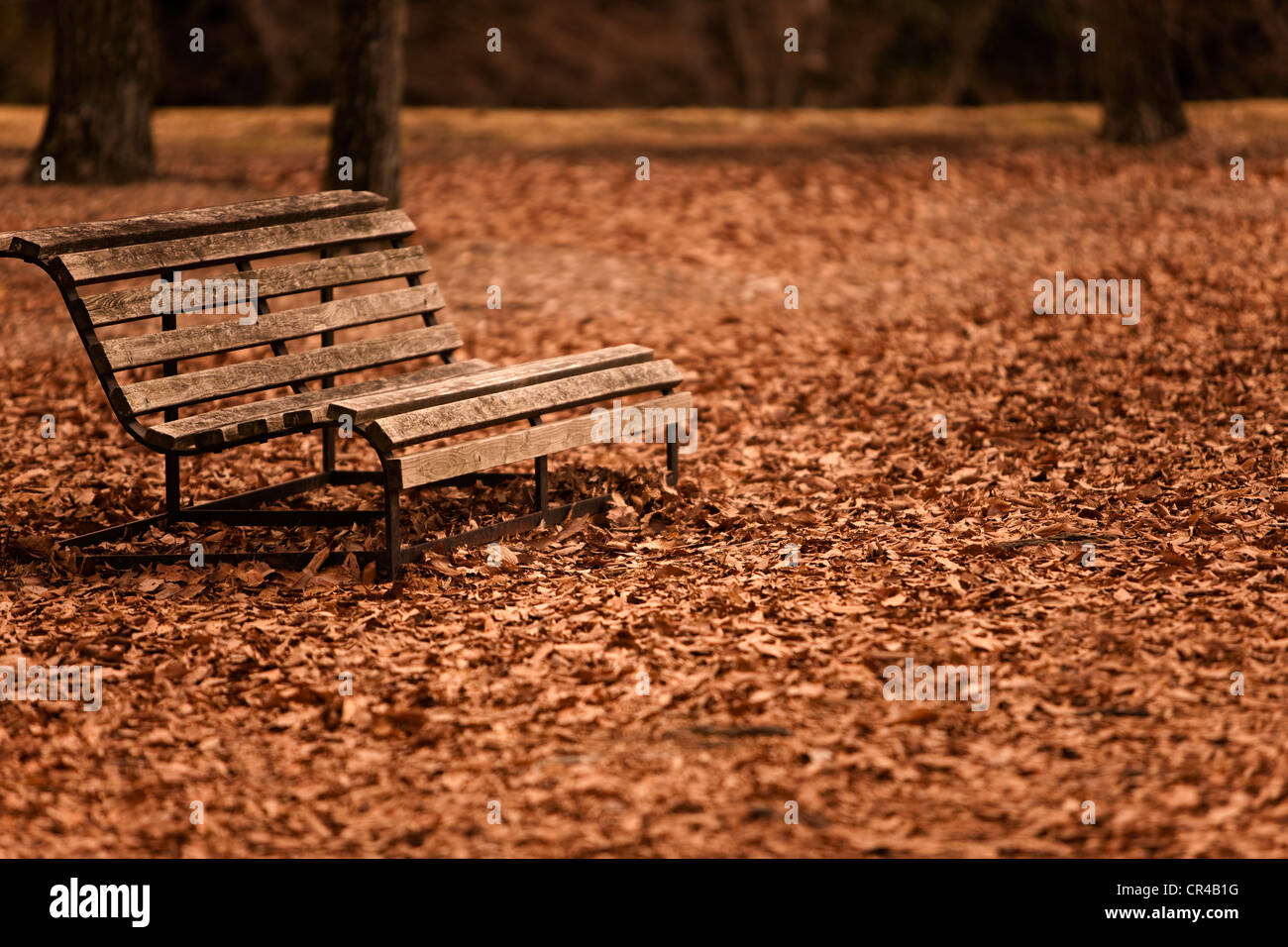 Bench Surrounded By Fallen Leaves Stock Photo - Alamy