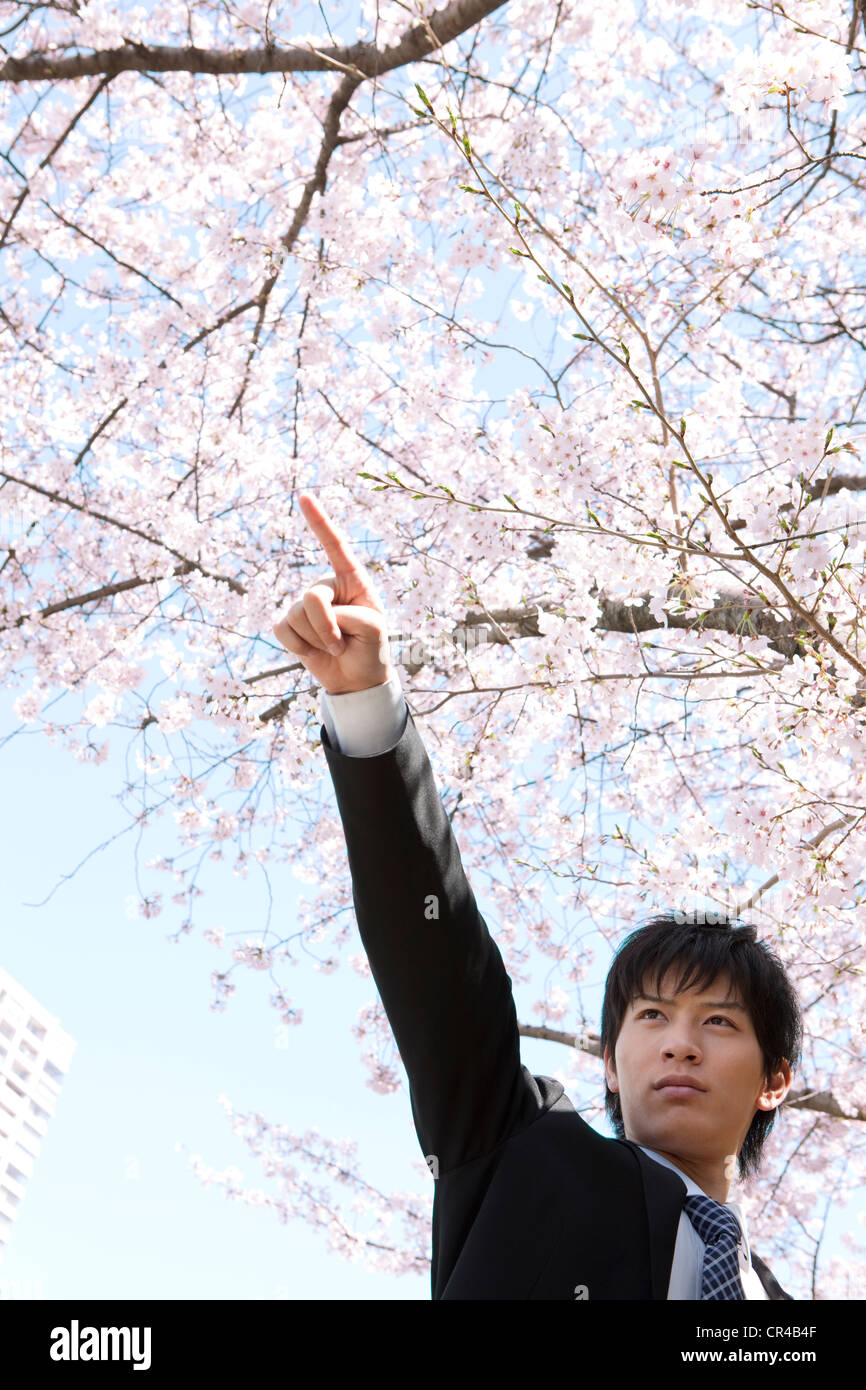 Young Businessman Pointing Under Cherry Blossom Tree Stock Photo - Alamy