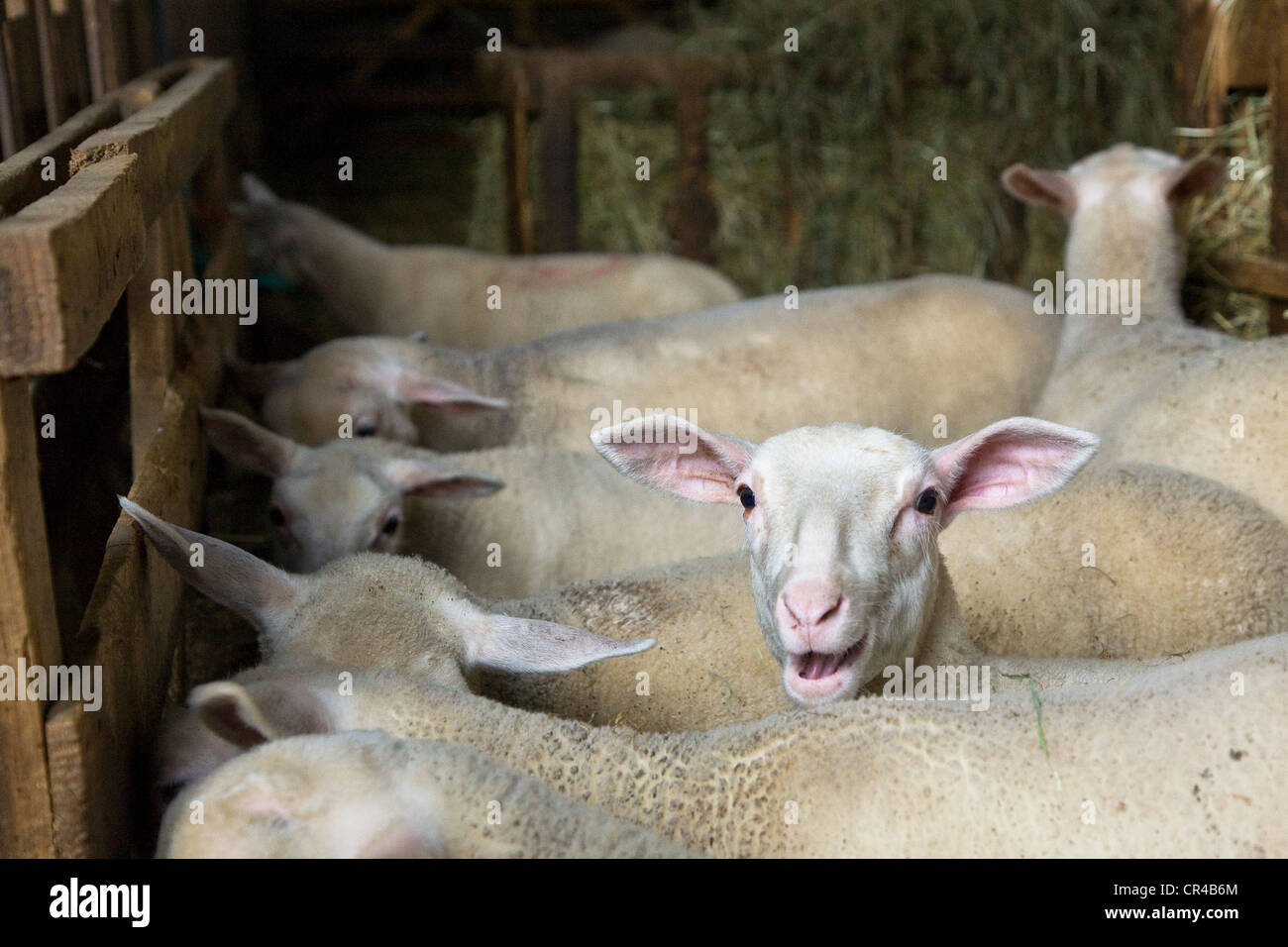 Sheepfold hi-res stock photography and images - Alamy
