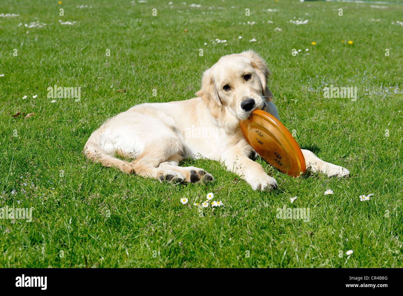 Dogs and frisbees hi-res stock photography and images - Alamy