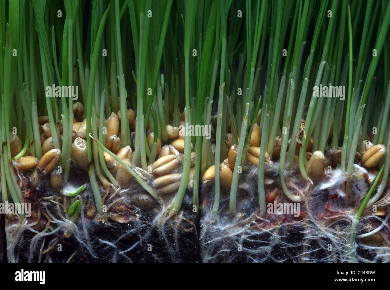 Rice seed germination hi-res stock photography and images - Alamy