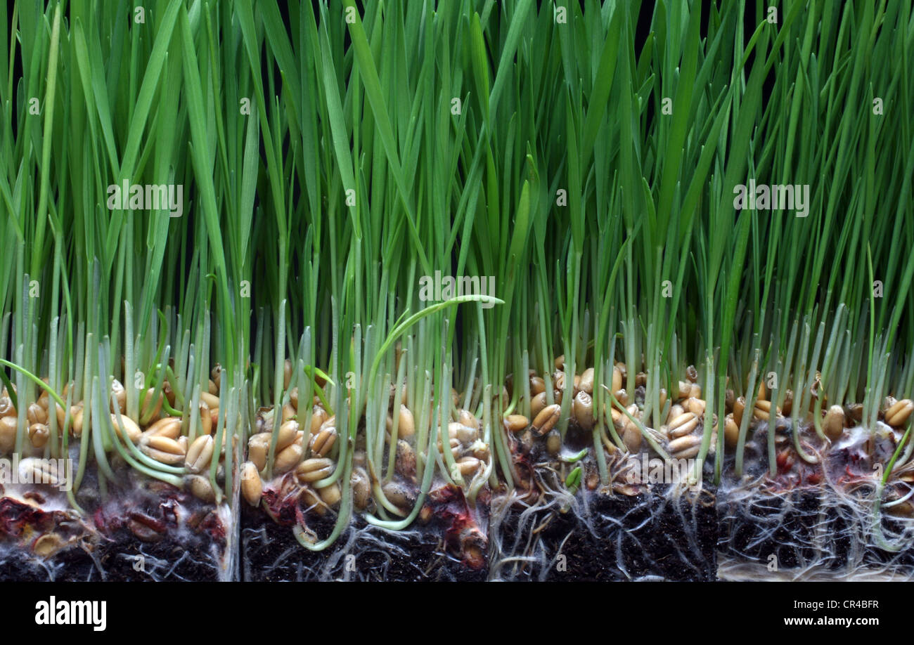 Rice seed germination hi-res stock photography and images - Alamy