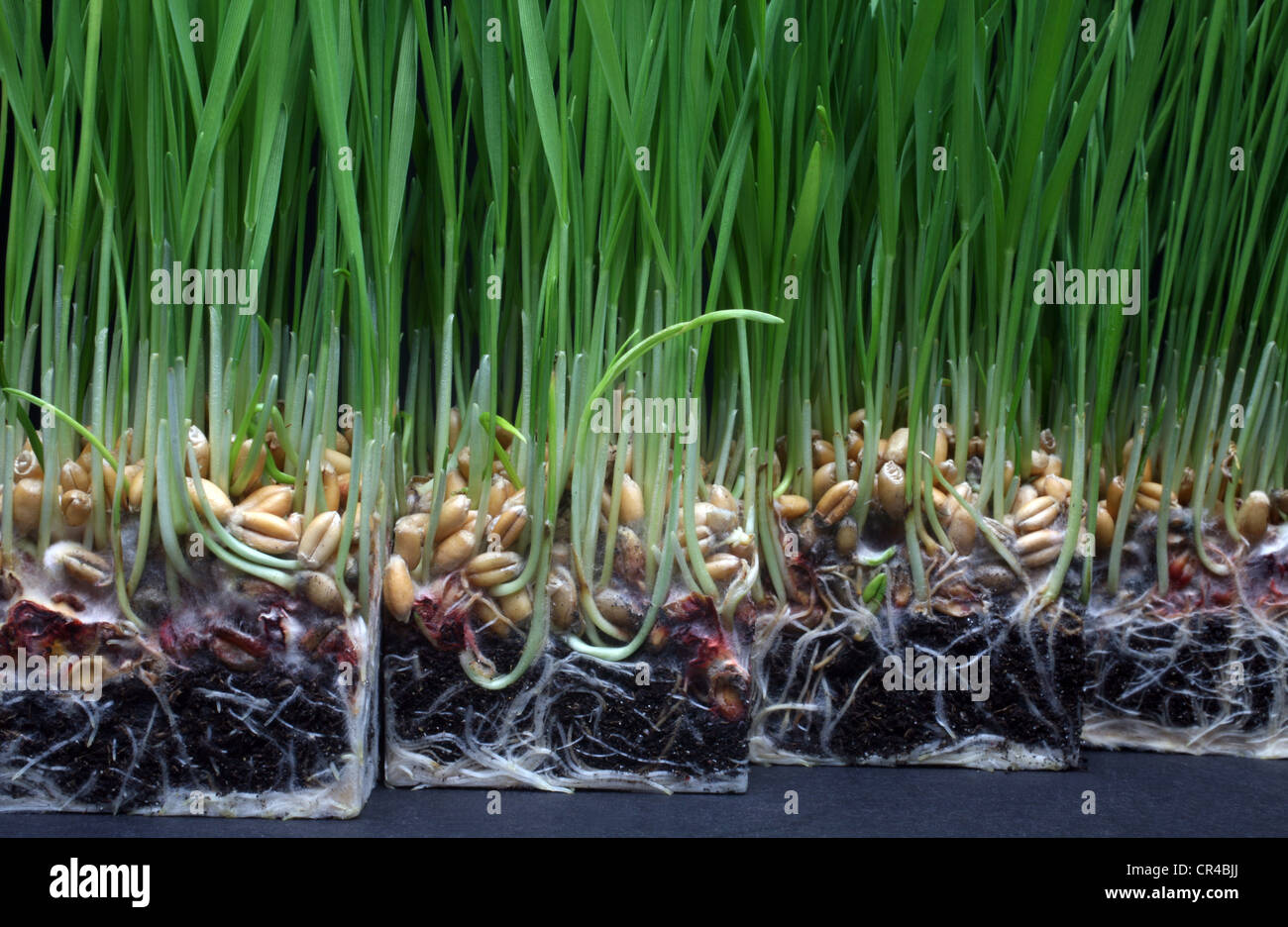 Barley seed germination hi-res stock photography and images - Alamy