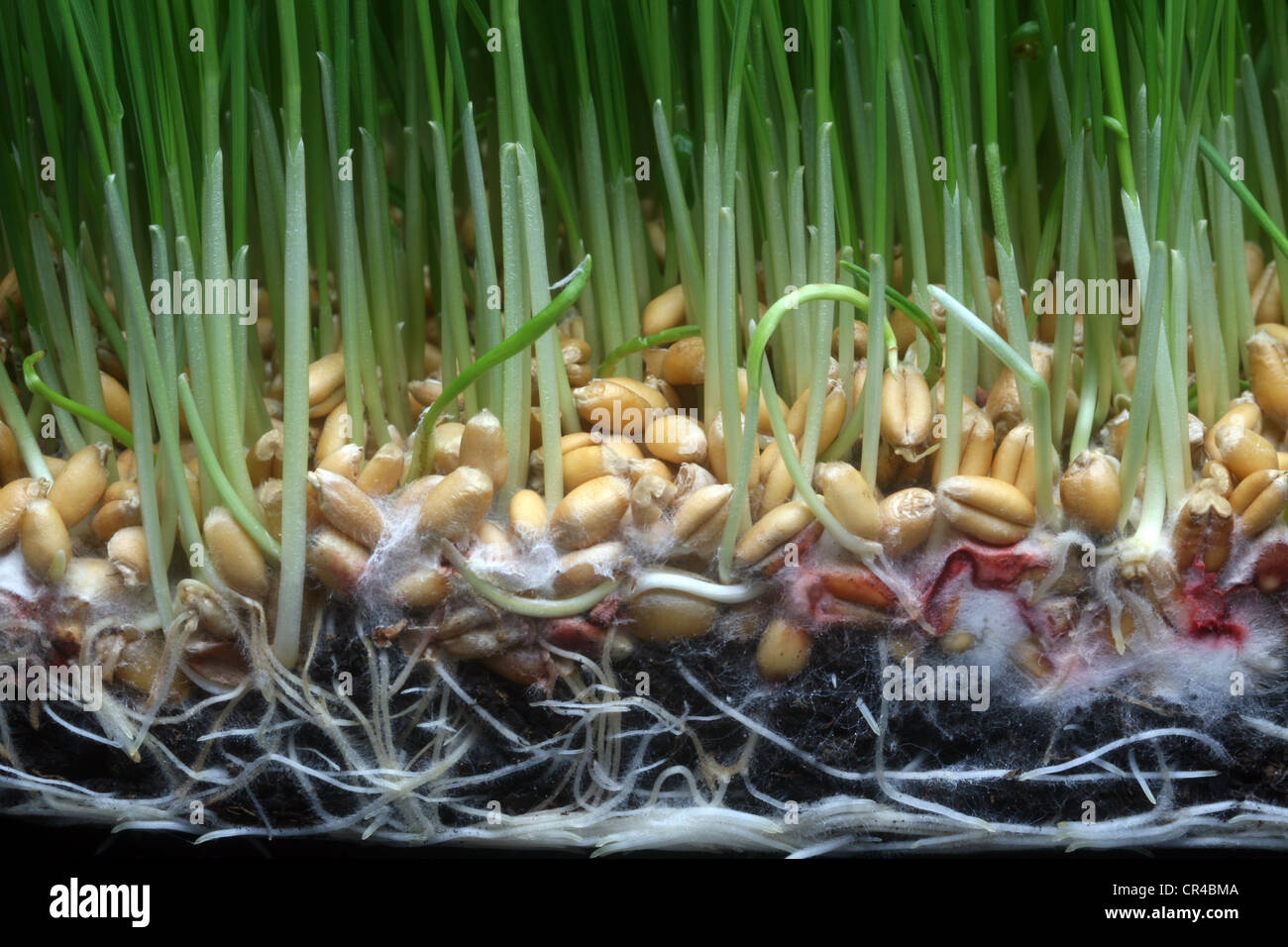 Barley seed germination hi-res stock photography and images - Alamy