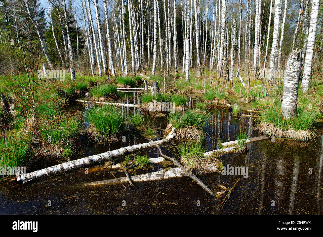 Moor lake or bog with birch trees, Benediktbeurer Moor or Moos ...