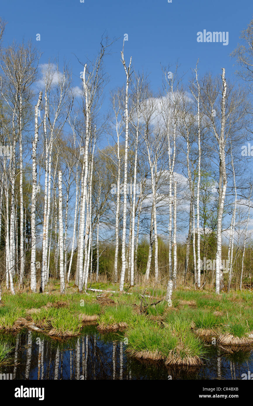 Moor lake or bog with birch trees, Benediktbeurer Moor or Moos ...