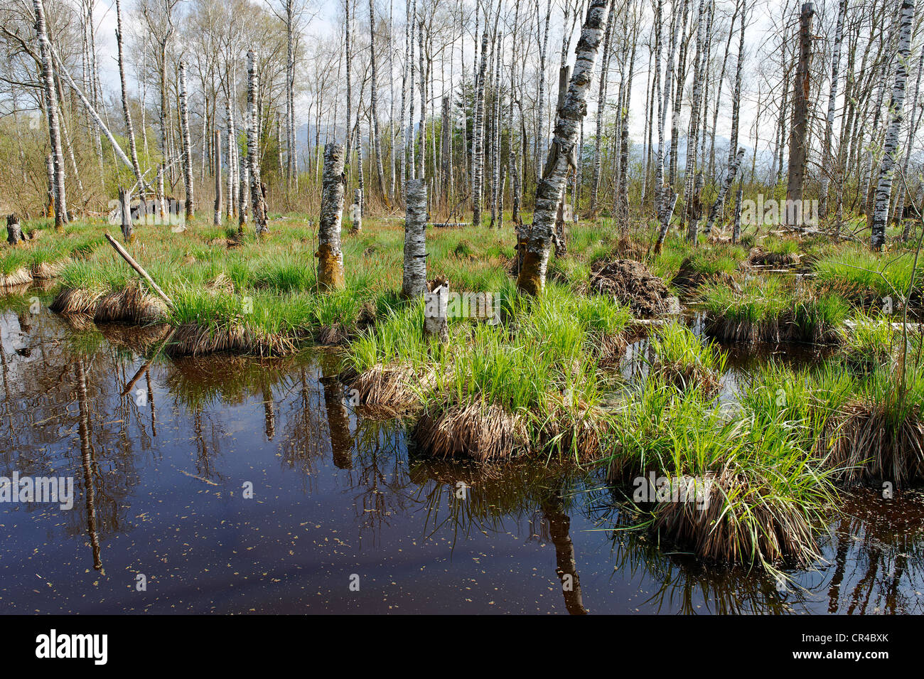 Bog body hi-res stock photography and images - Alamy
